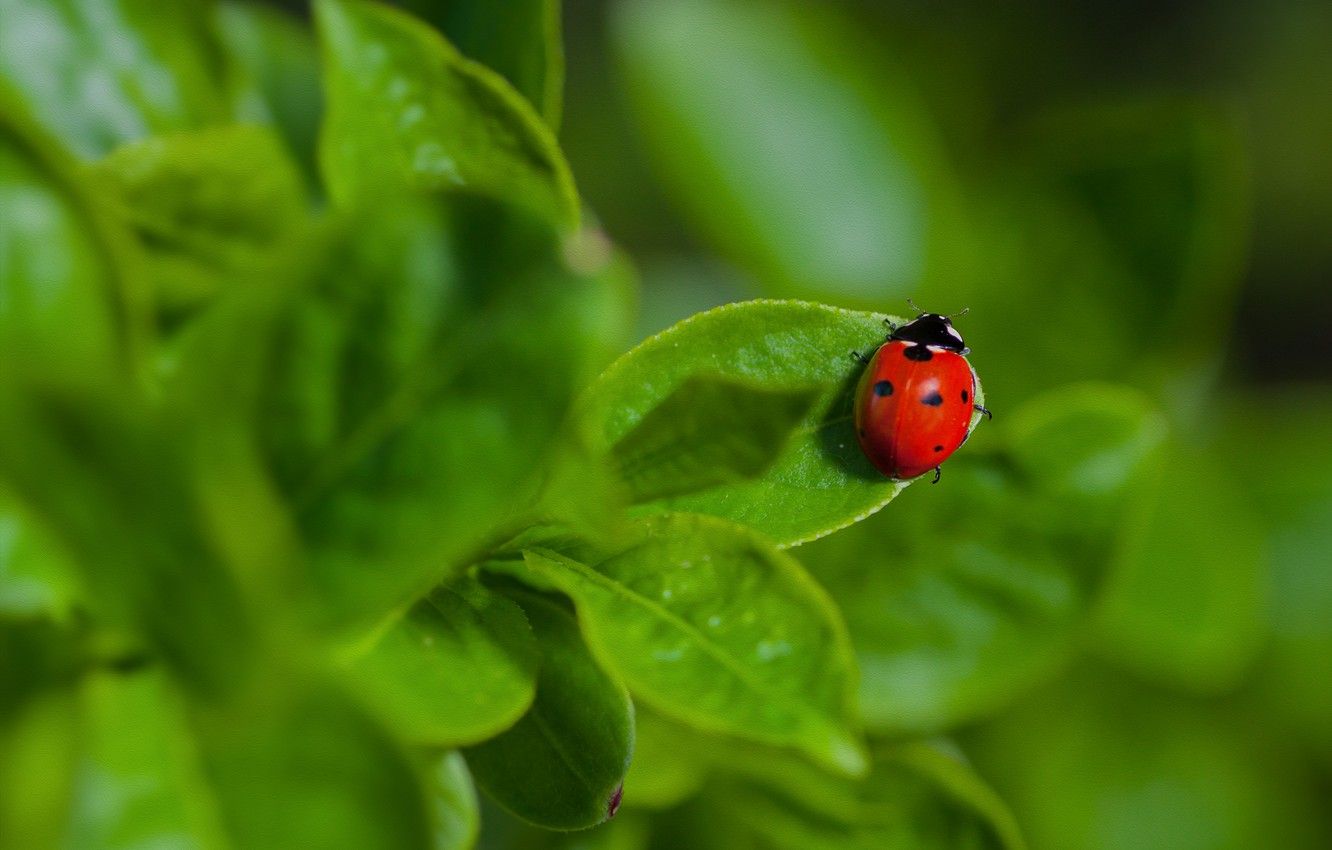 Ladybug Desktop Wallpapers - Wallpaper Cave