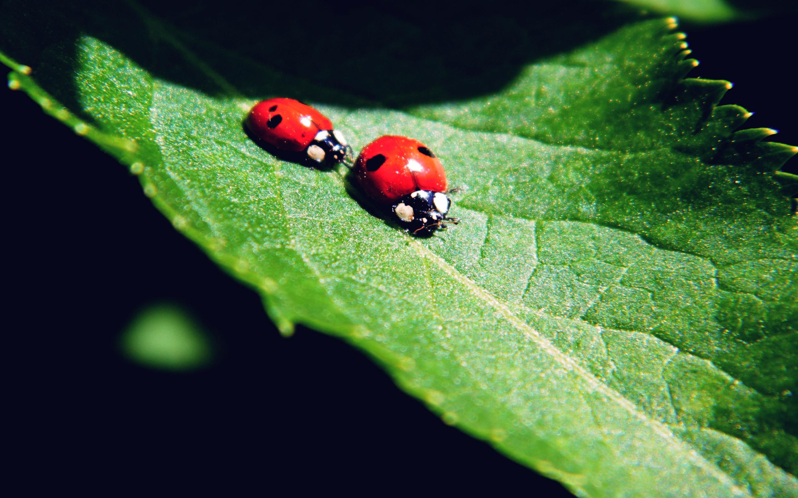 Ladybug Desktop Wallpapers - Wallpaper Cave