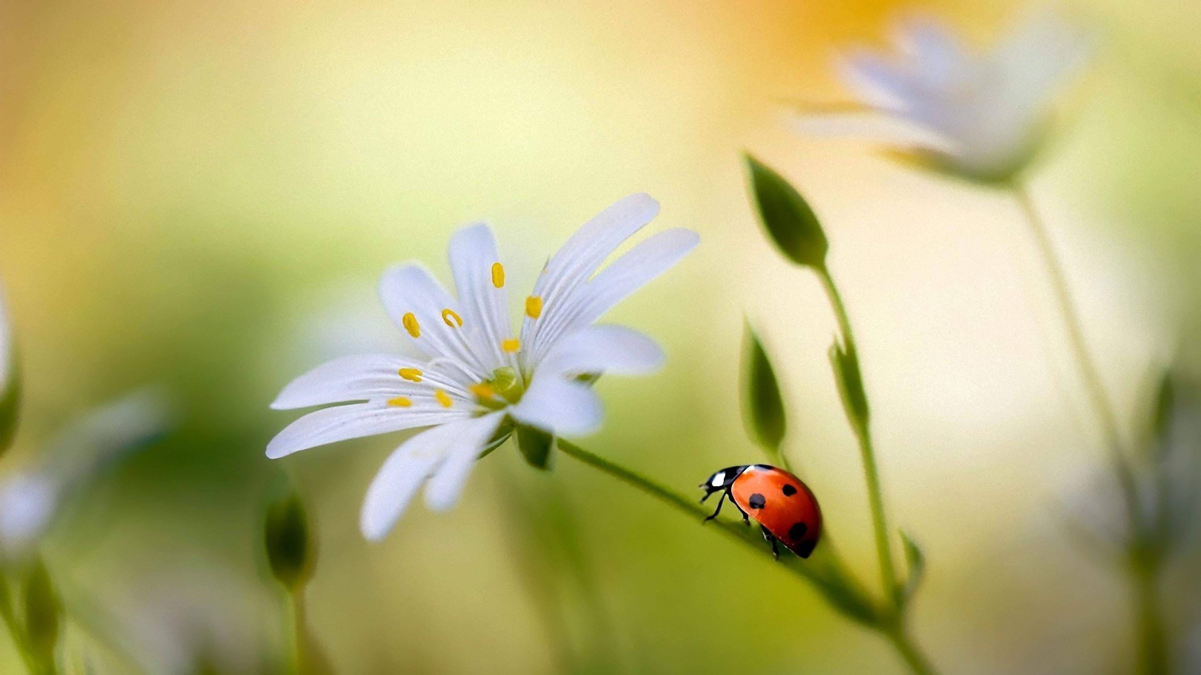 Ladybug Desktop Wallpapers - Wallpaper Cave