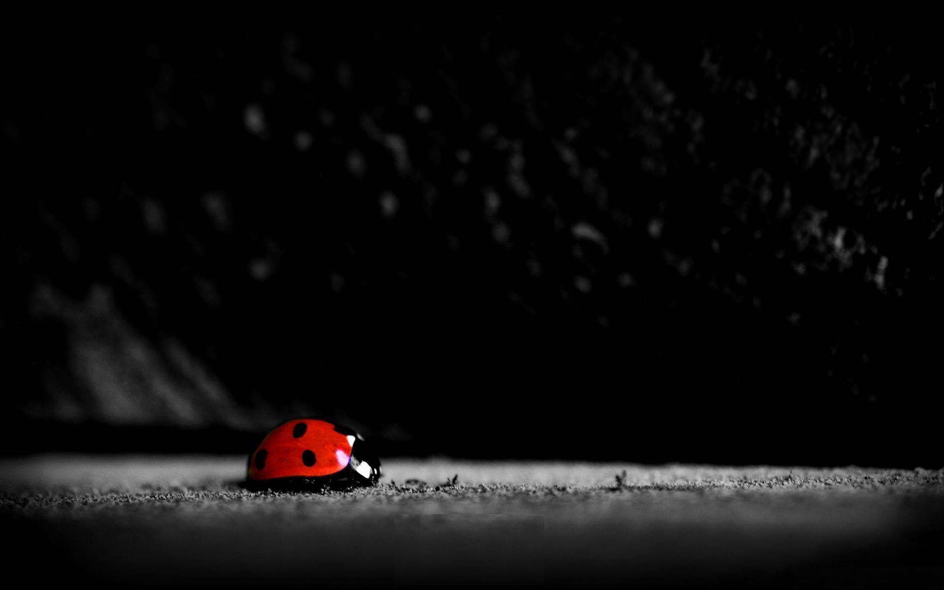 Ladybug Desktop Wallpapers - Wallpaper Cave