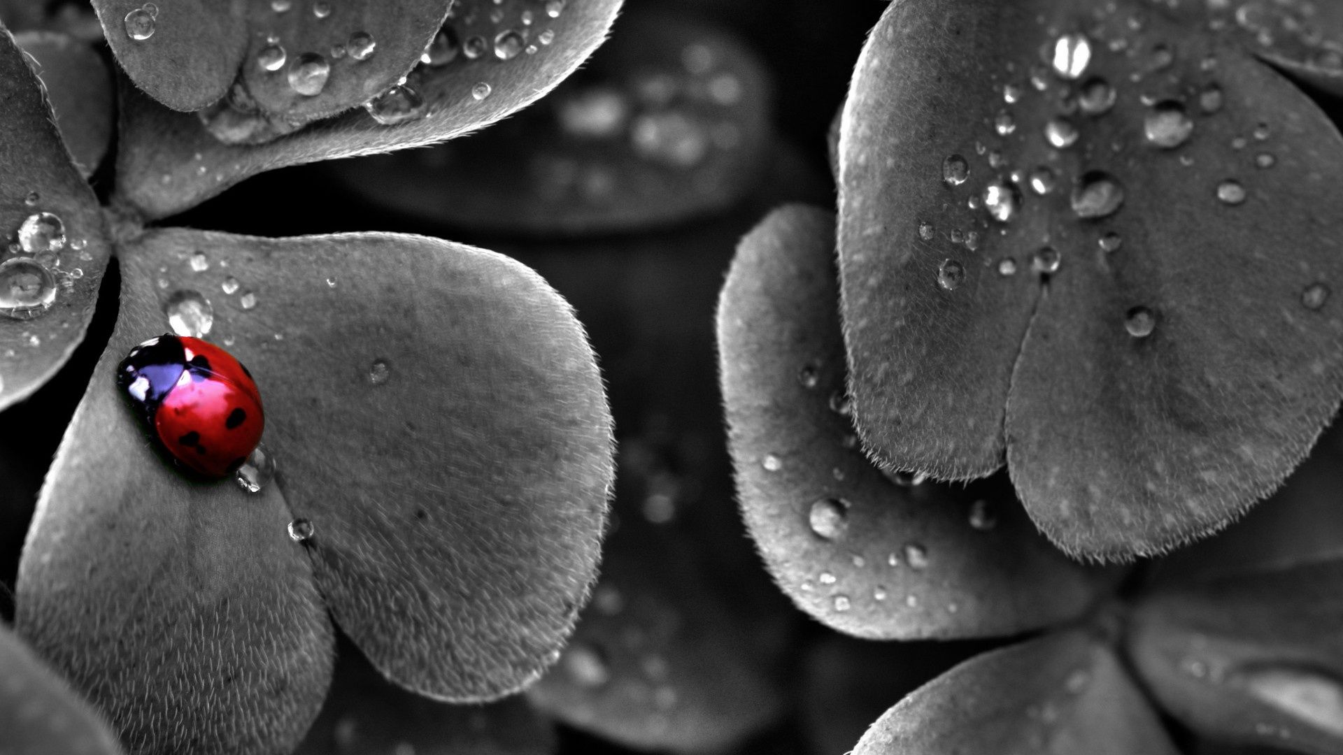 Ladybug Desktop Wallpapers - Wallpaper Cave