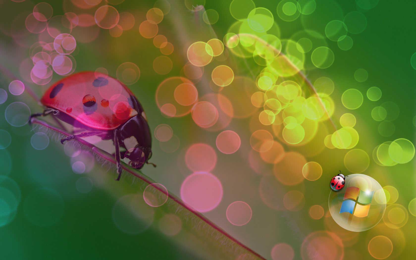 Ladybug Desktop Wallpapers - Wallpaper Cave