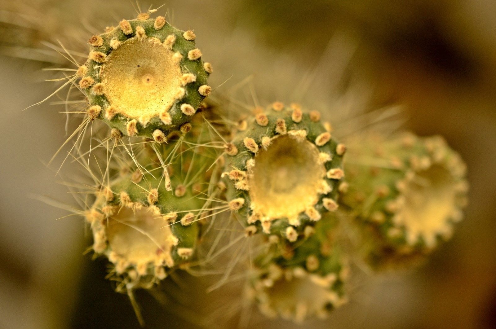 Closeup Cactus Plant Nature Flowers Wallpapers - Wallpaper Cave