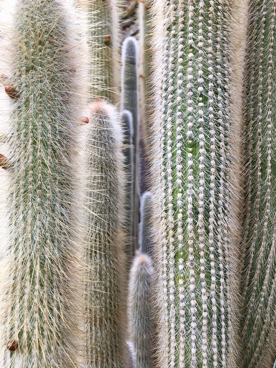 Closeup Cactus Plant Nature Flowers Wallpapers - Wallpaper Cave