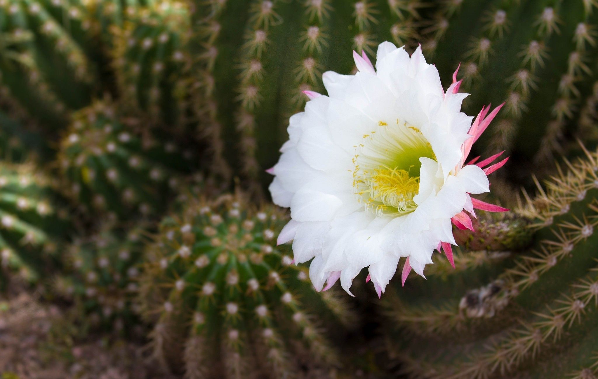 Cactus Flower Wallpapers - Wallpaper Cave