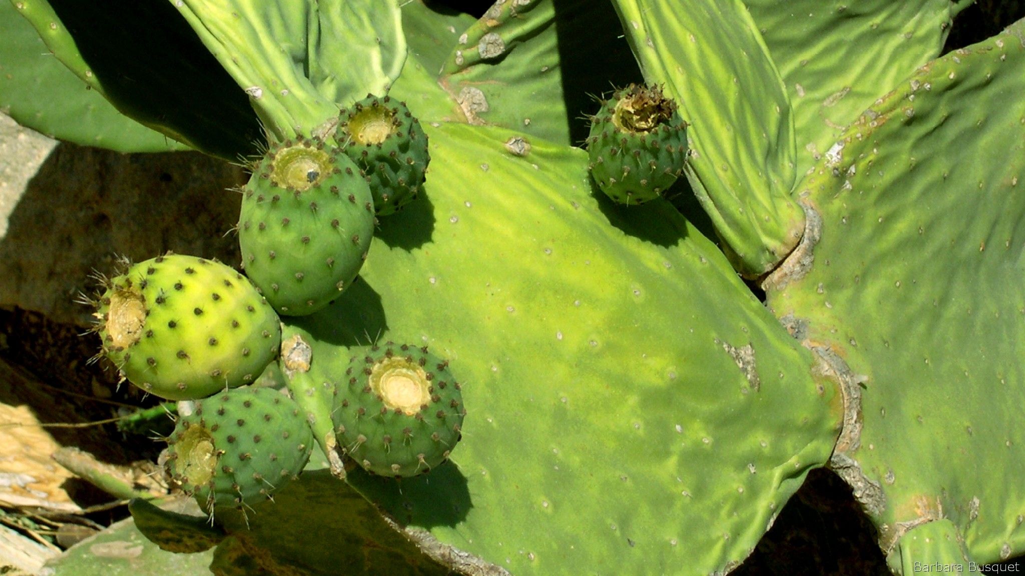Closeup Cactus Plant Nature Flowers Wallpapers - Wallpaper Cave