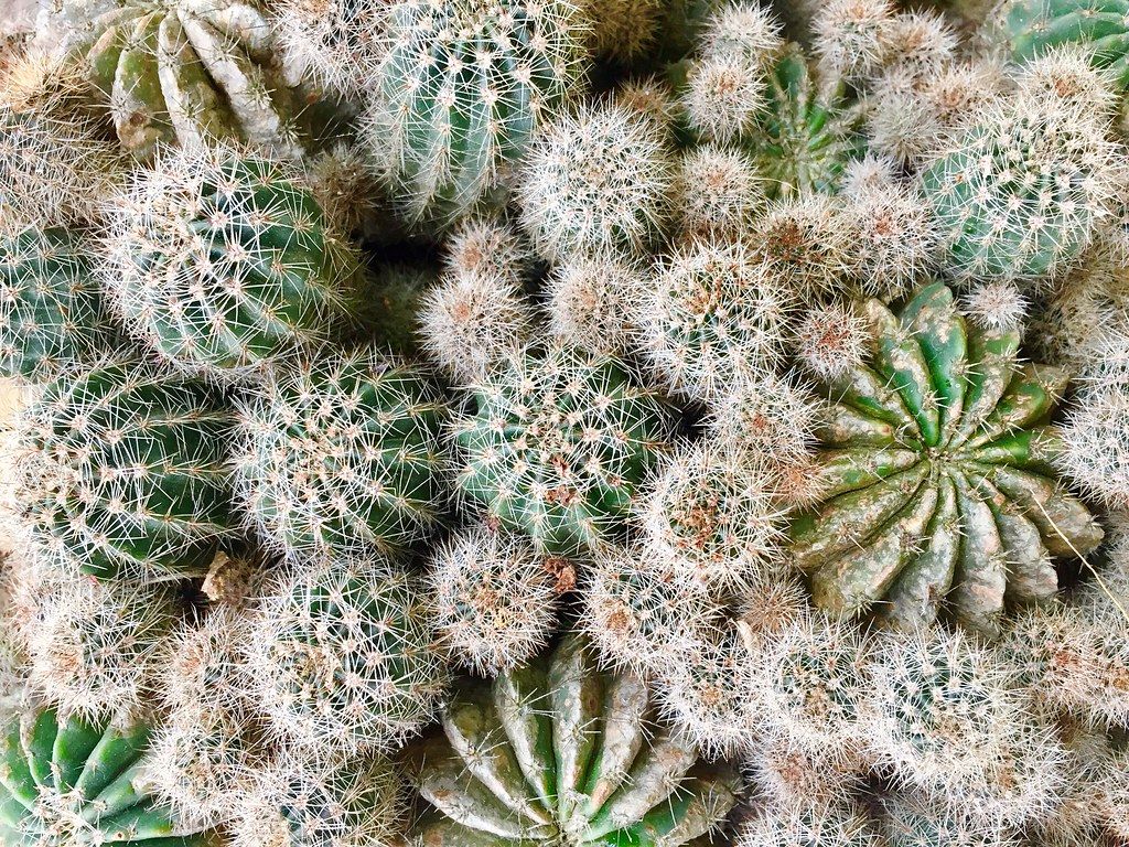 Closeup Cactus Plant Nature Flowers Wallpapers - Wallpaper Cave