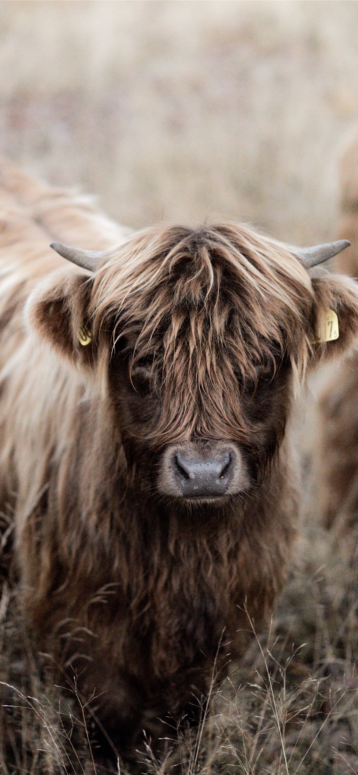 Dope Cow Print Wallpaper Iphone Aesthetic Free