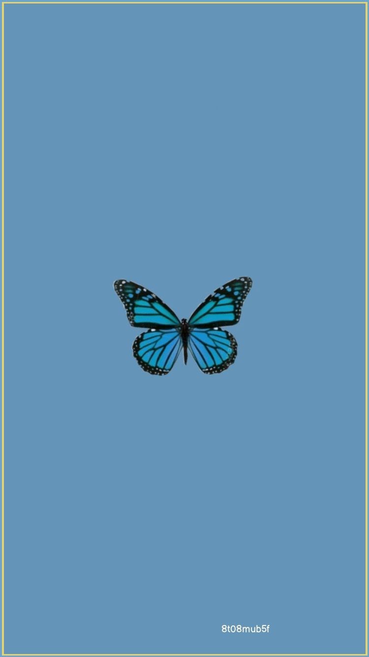 Butterfly VSCO Wallpapers - Wallpaper Cave