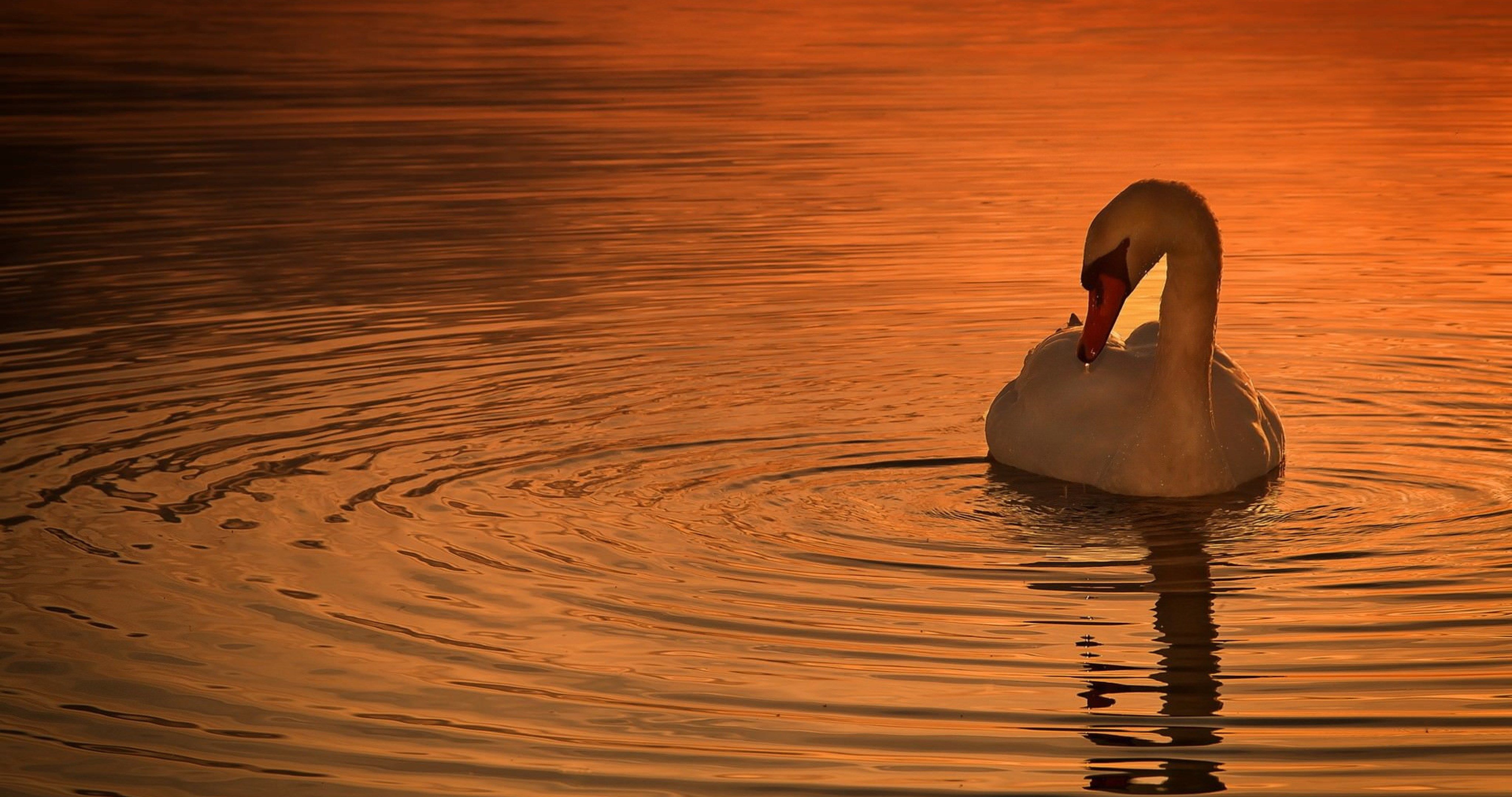 Sunset Swans Wallpapers - Wallpaper Cave
