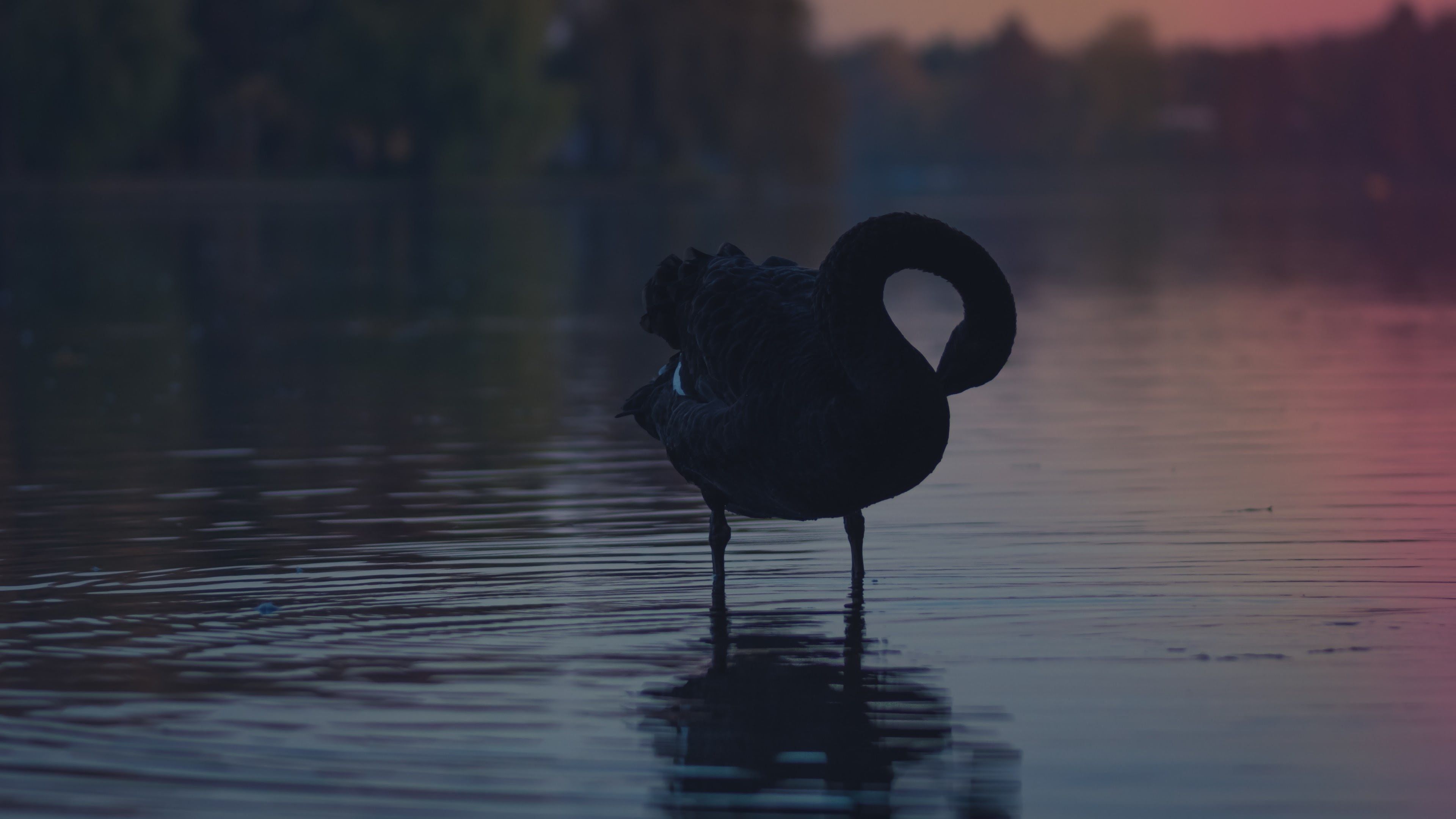 Sunset Swans Wallpapers - Wallpaper Cave