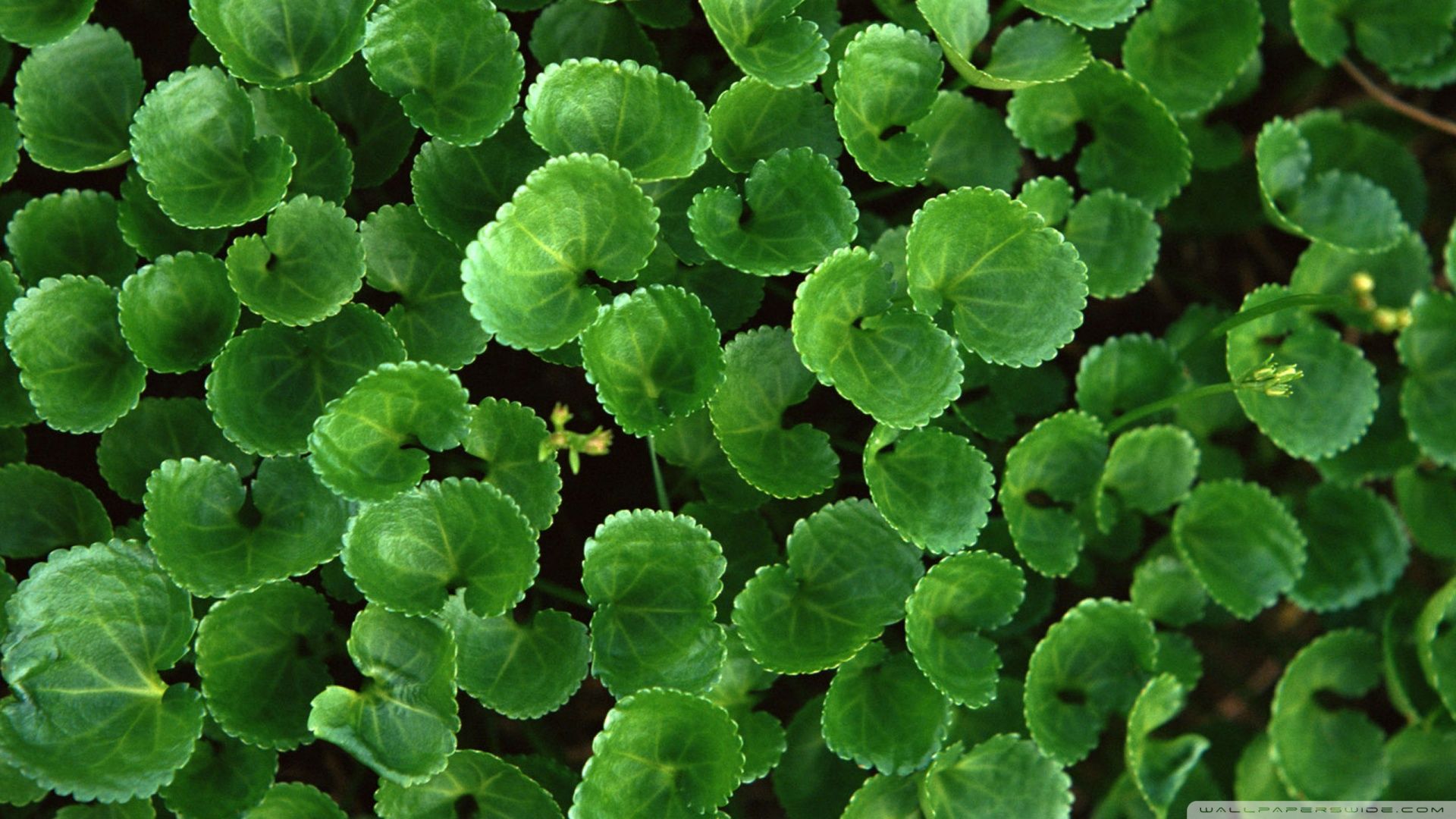 Desktop Plants Wallpapers - Wallpaper Cave