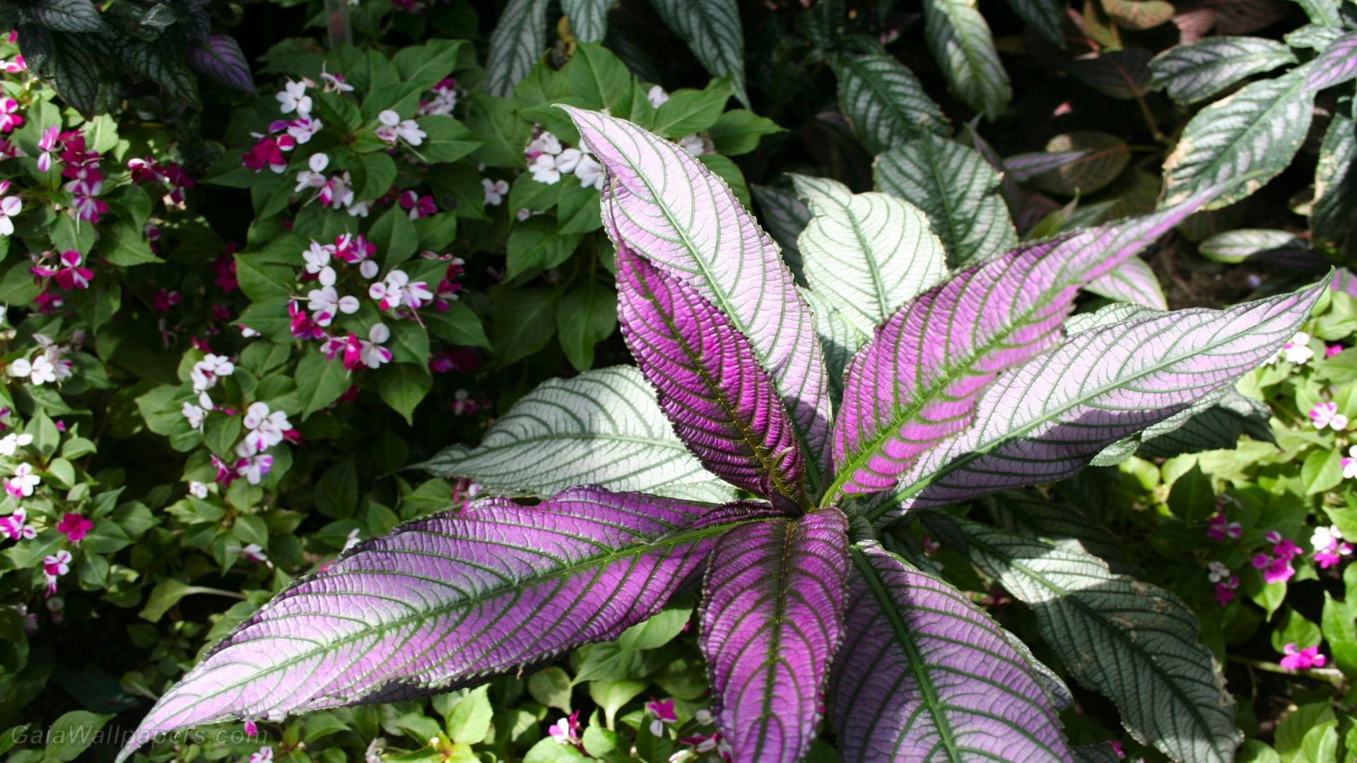 Desktop Plants Wallpapers - Wallpaper Cave