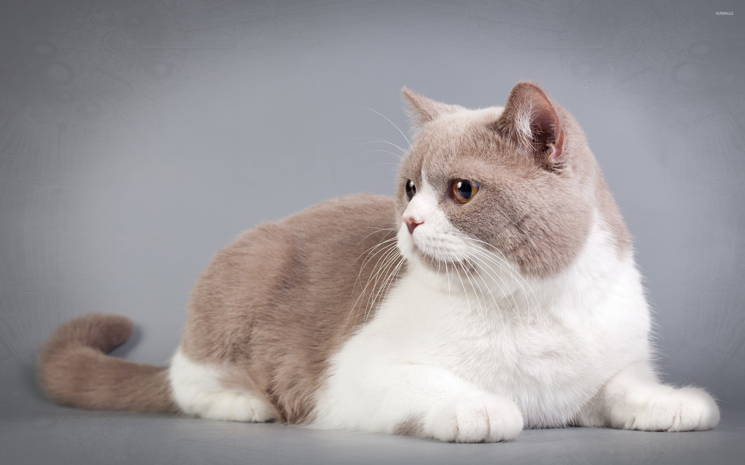 Fat Animals Wallpapers Wallpaper Cave