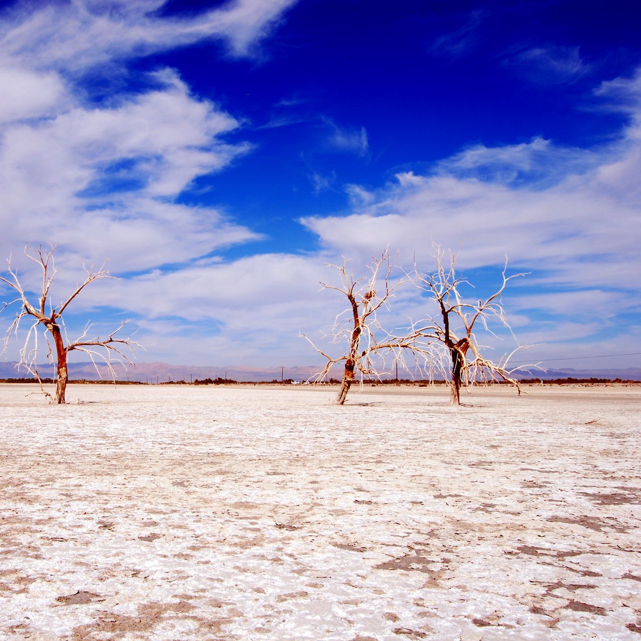 Dry Tree Clouds Sky Wallpapers - Wallpaper Cave