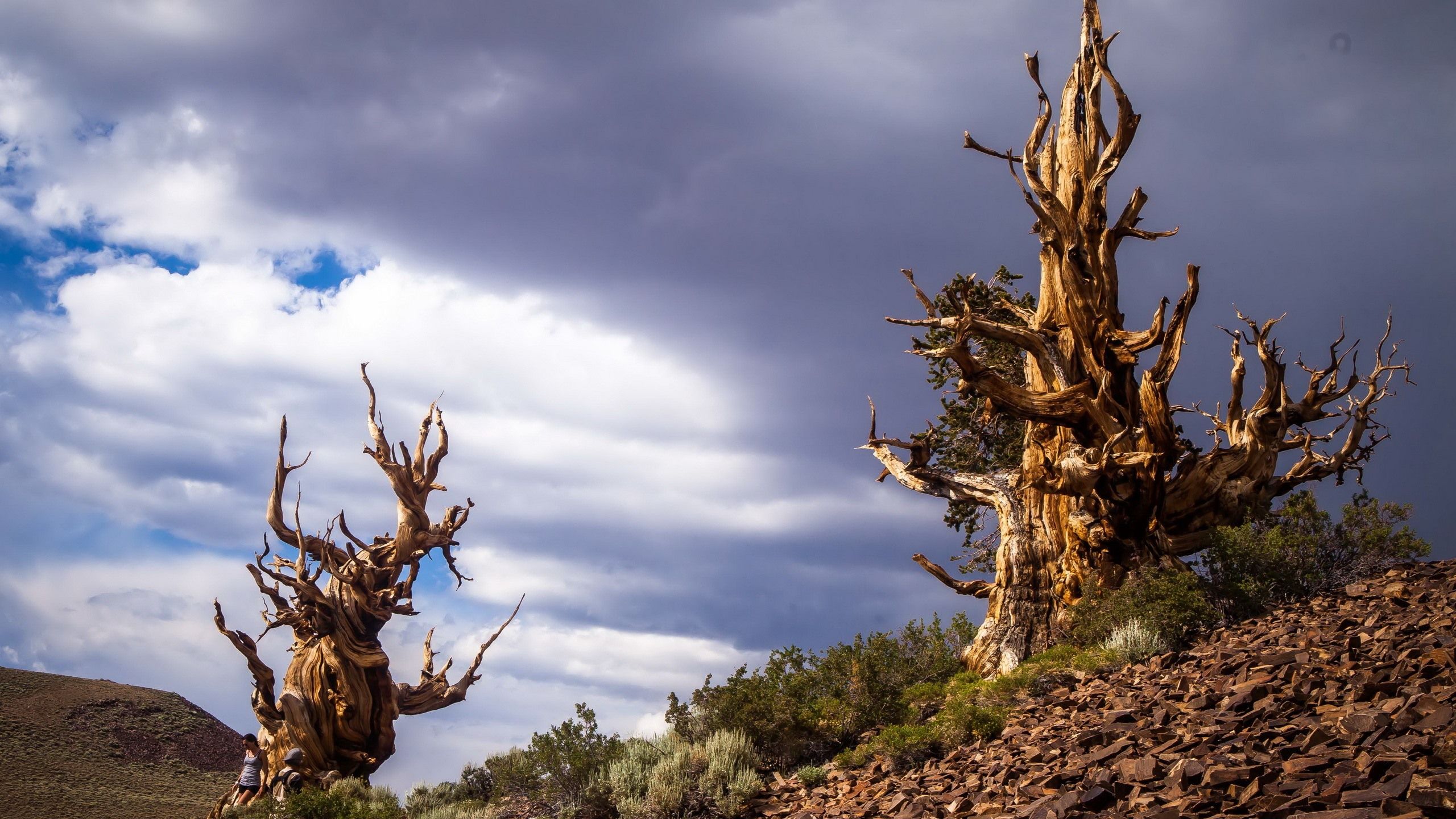 Dry Tree Clouds Sky Wallpapers - Wallpaper Cave