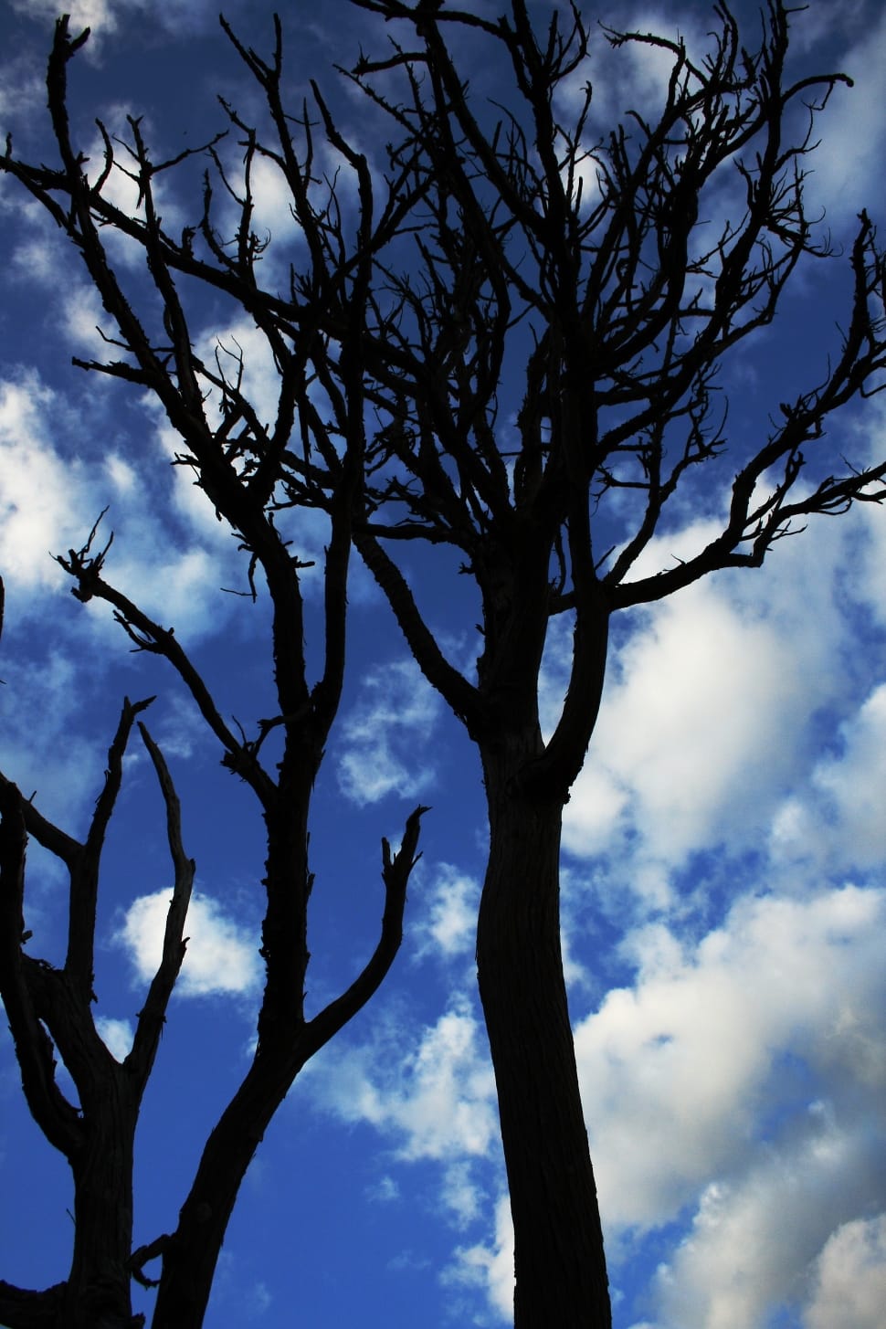Dry Tree Clouds Sky Wallpapers - Wallpaper Cave