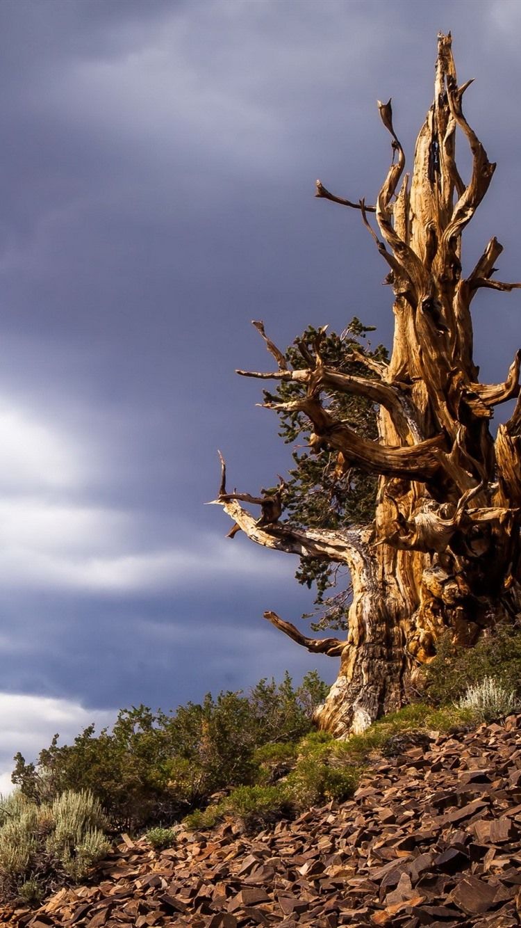 Dry Tree Clouds Sky Wallpapers - Wallpaper Cave