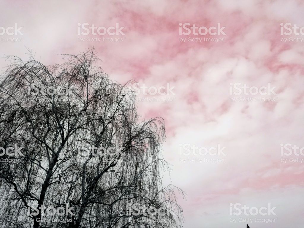 Dry Tree Clouds Sky Wallpapers - Wallpaper Cave