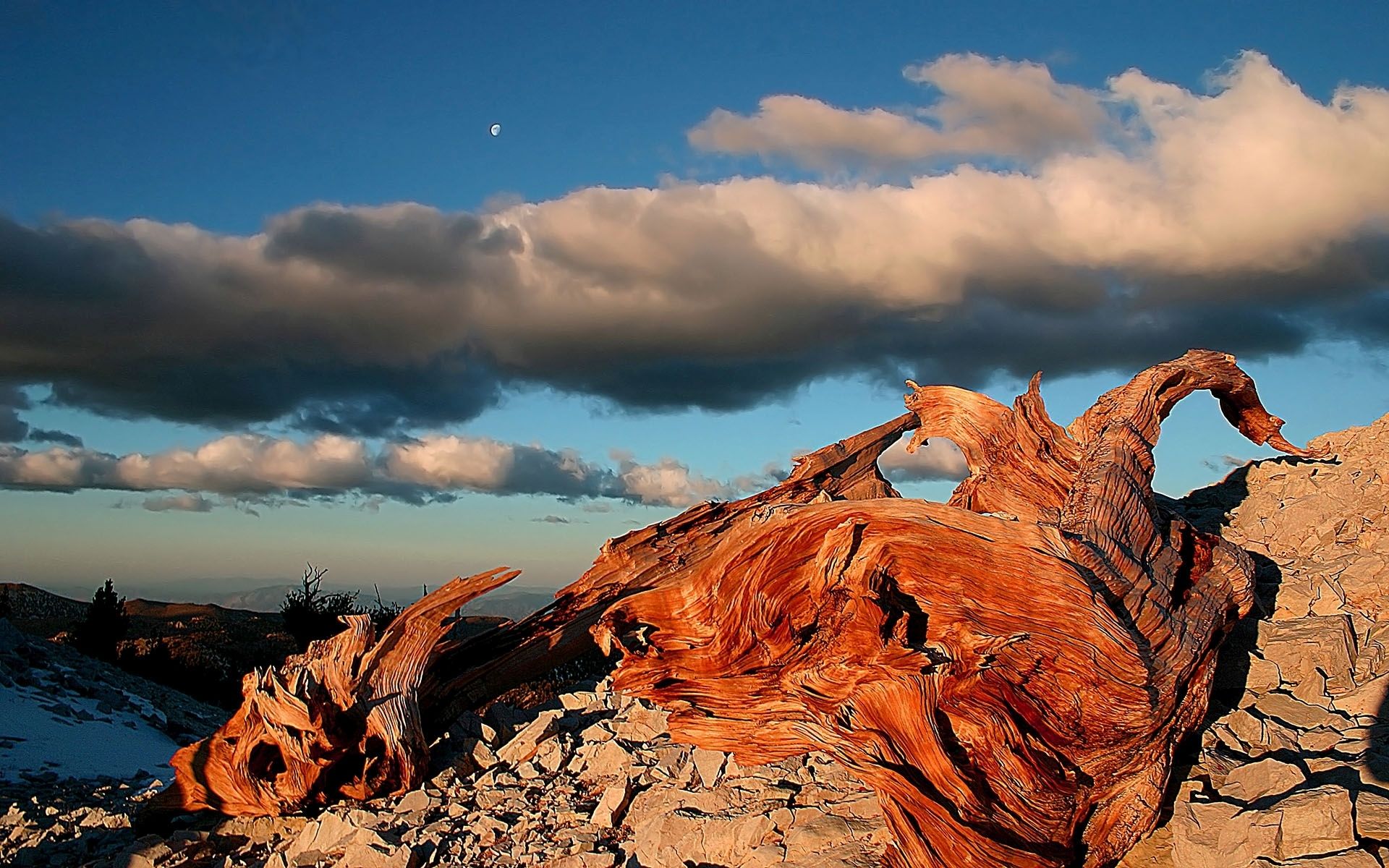 Dry Tree Clouds Sky Wallpapers - Wallpaper Cave