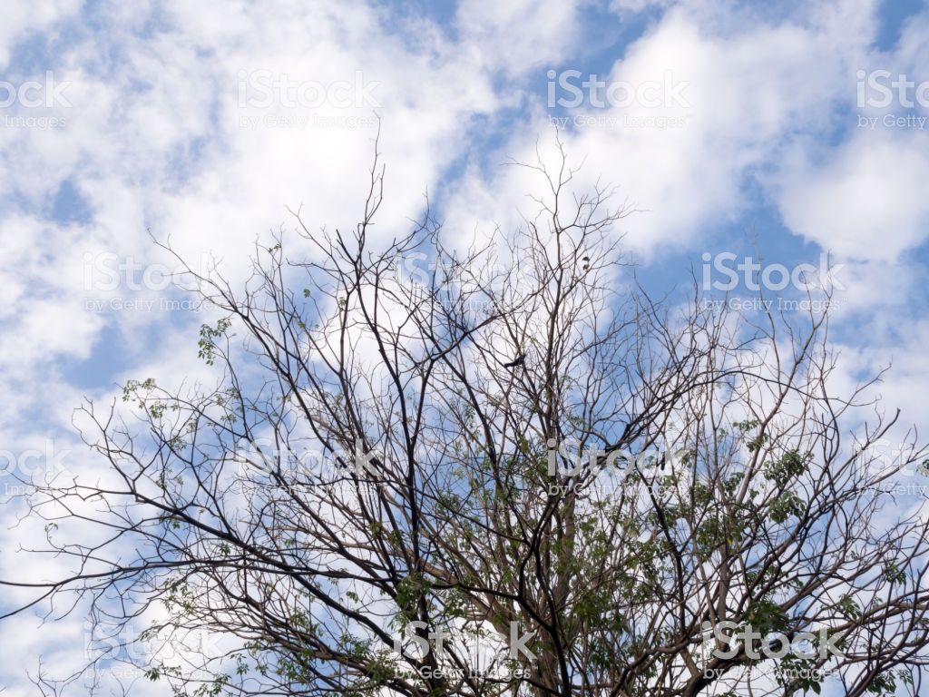 Dry Tree Clouds Sky Wallpapers - Wallpaper Cave
