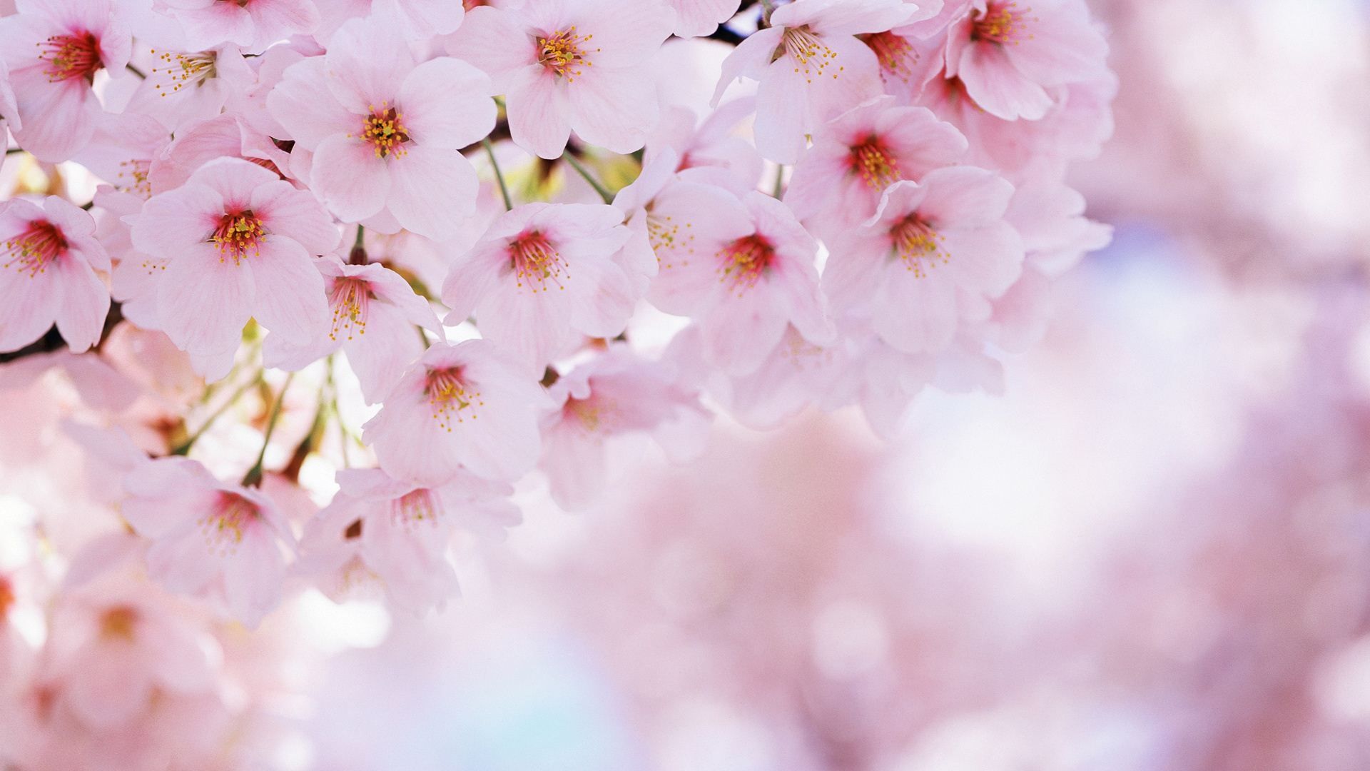 Blooming Pink Wallpapers - Wallpaper Cave