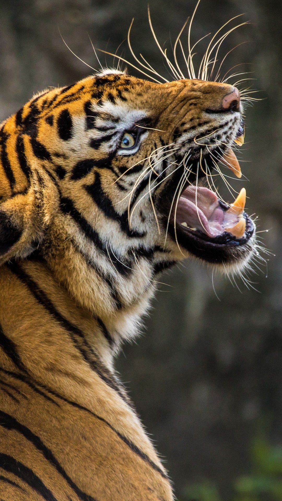 Android Tiger Wallpapers - Wallpaper Cave