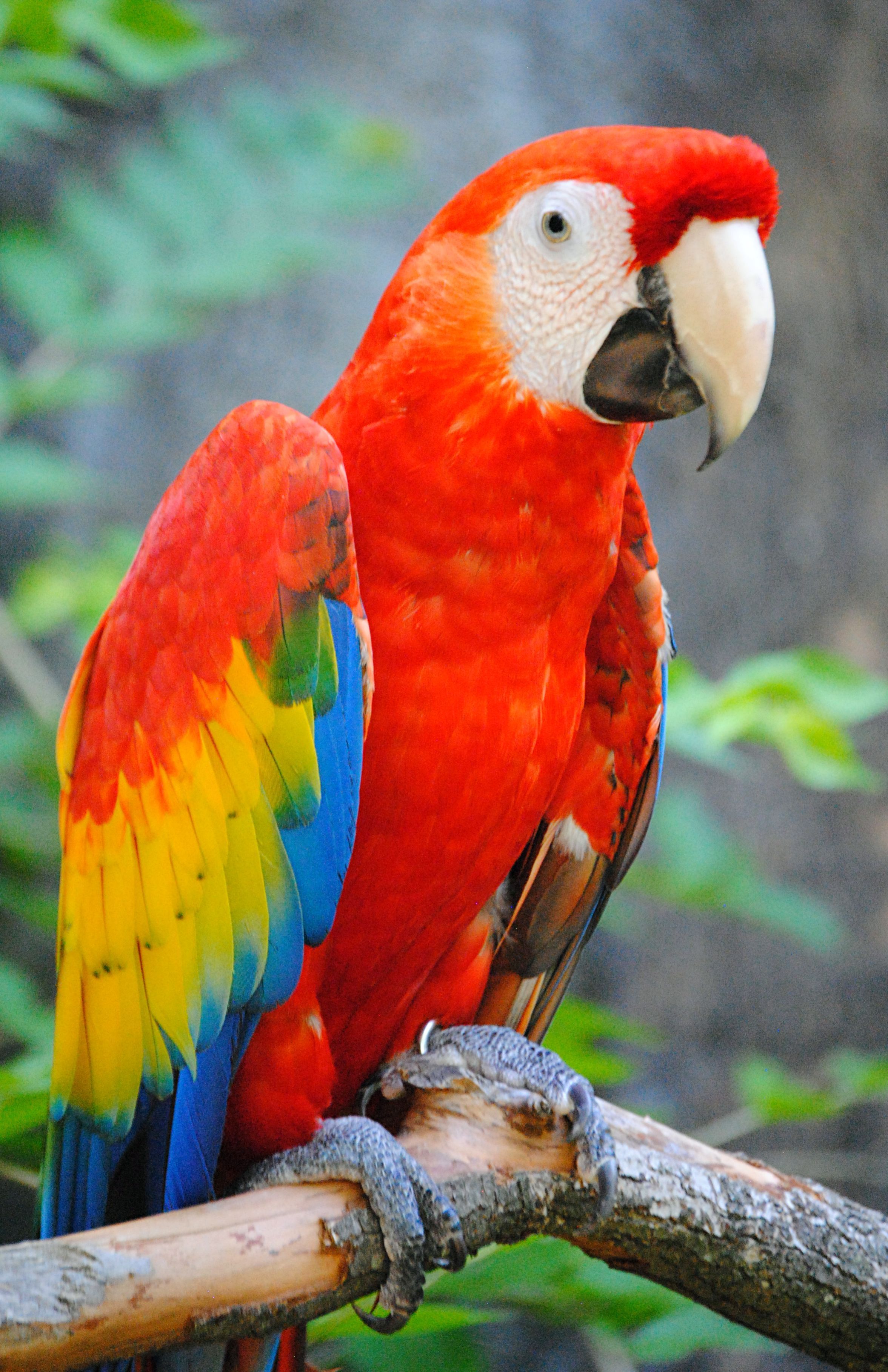 Macaw Colourful HD Wallpapers - Wallpaper Cave