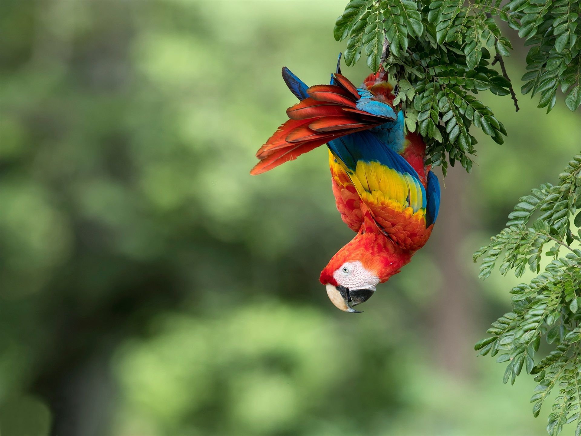 Macaw Colourful HD Wallpapers - Wallpaper Cave