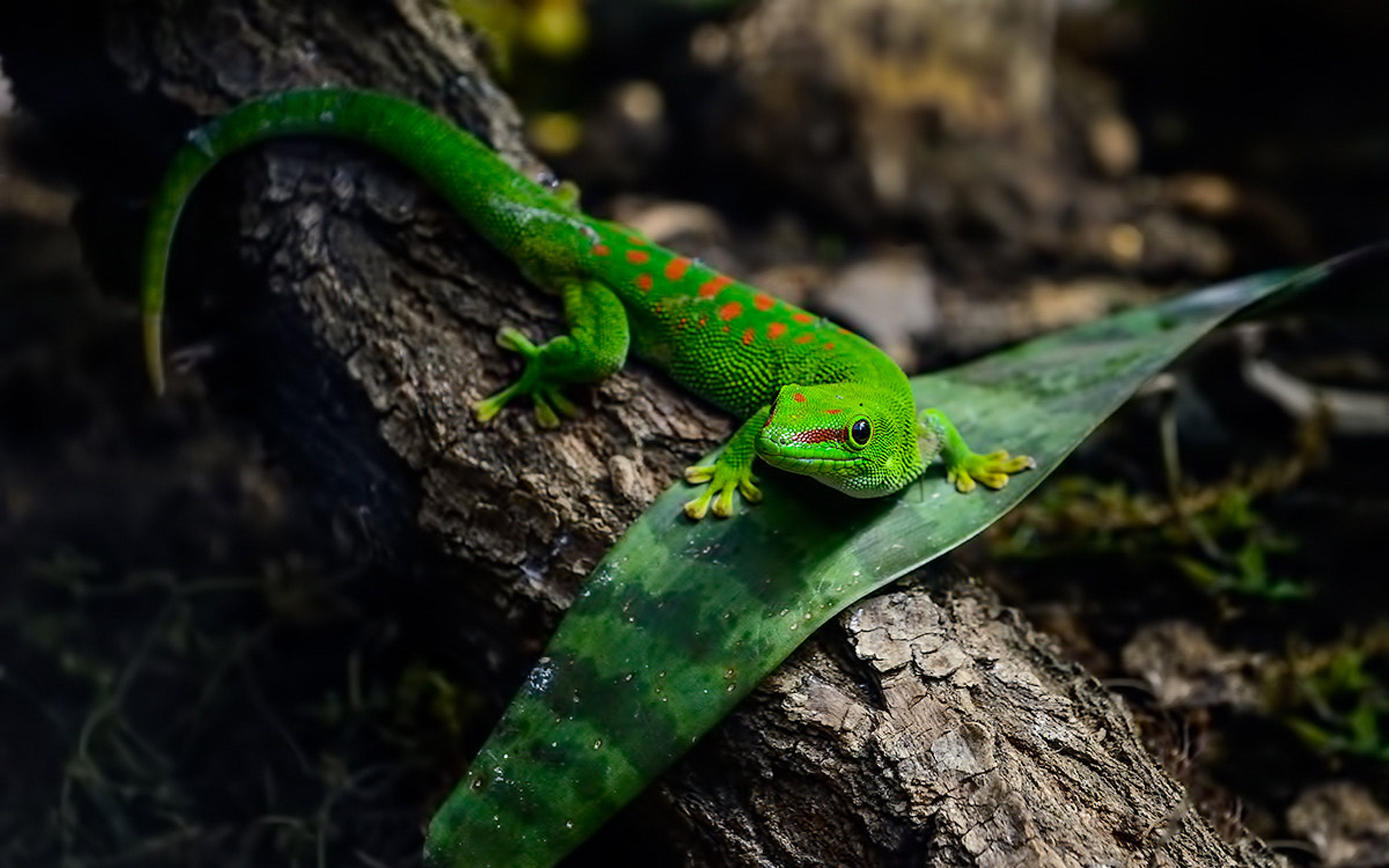 Gecko Green HD Wallpapers - Wallpaper Cave