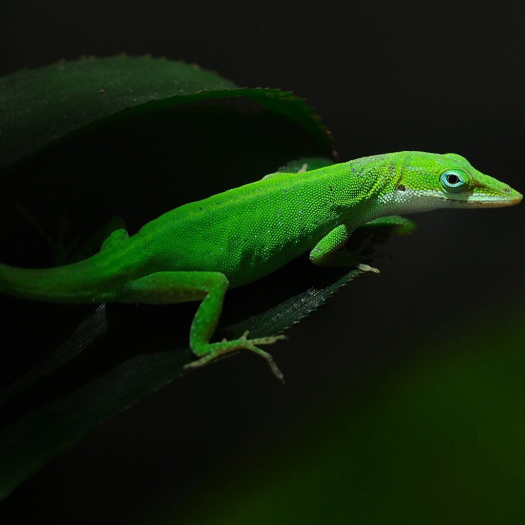 Gecko Green HD Wallpapers - Wallpaper Cave