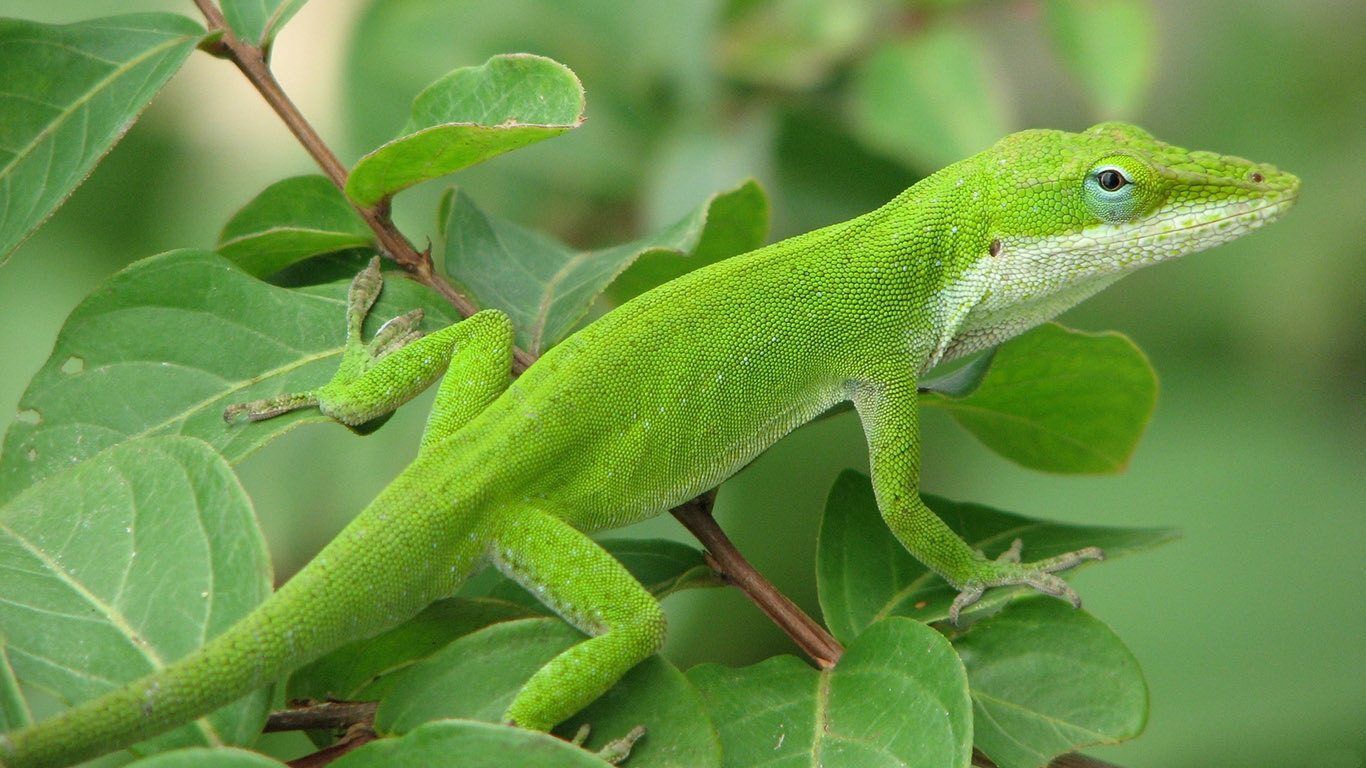 Gecko Green HD Wallpapers - Wallpaper Cave