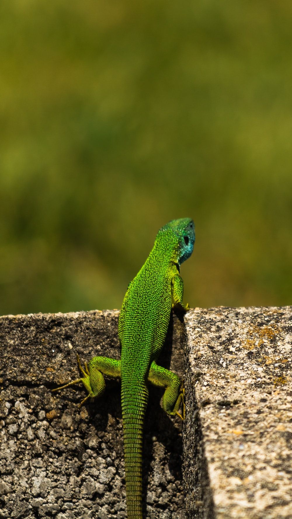 Gecko Green HD Wallpapers - Wallpaper Cave