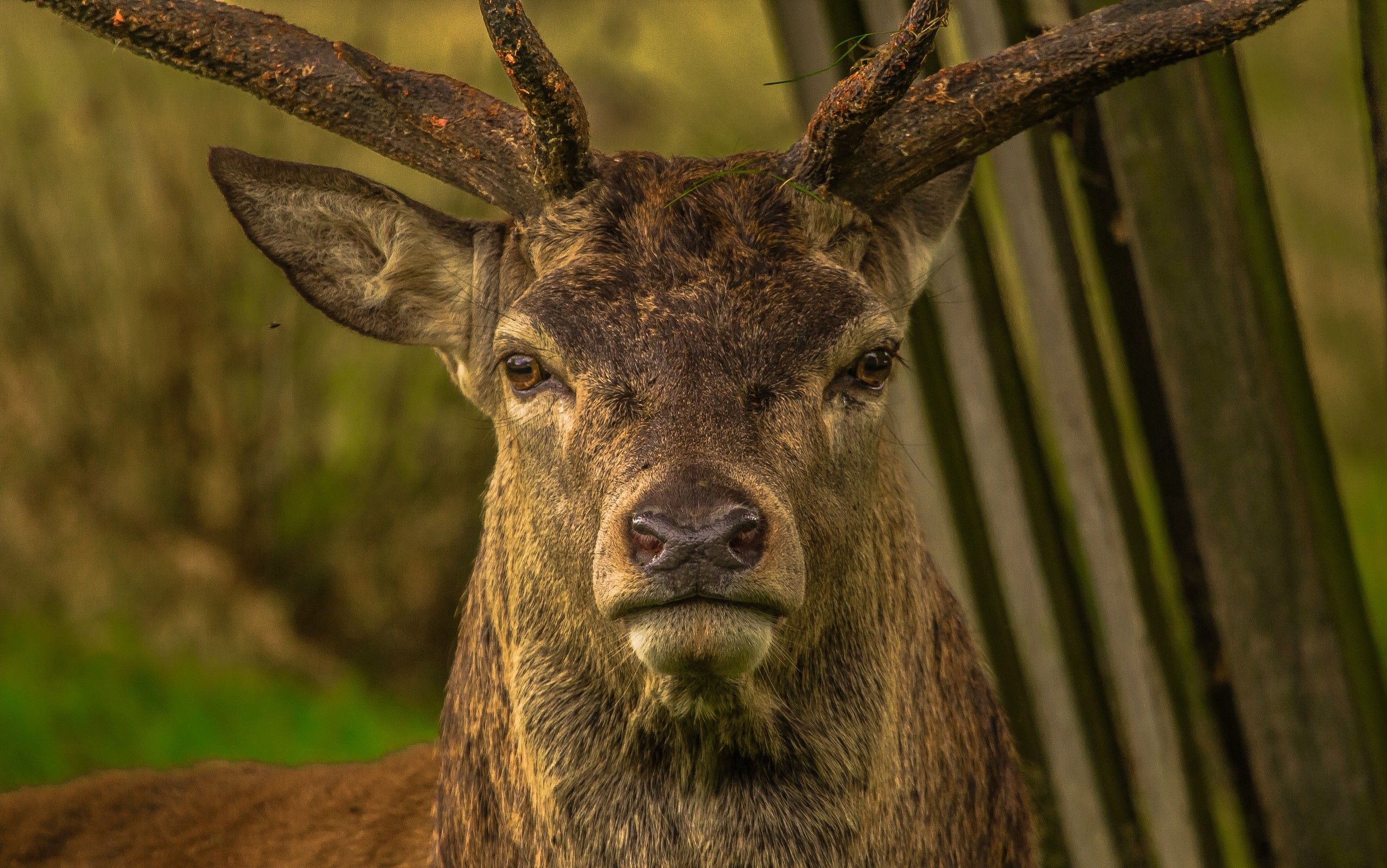 Deer Close Up HD Wallpapers - Wallpaper Cave