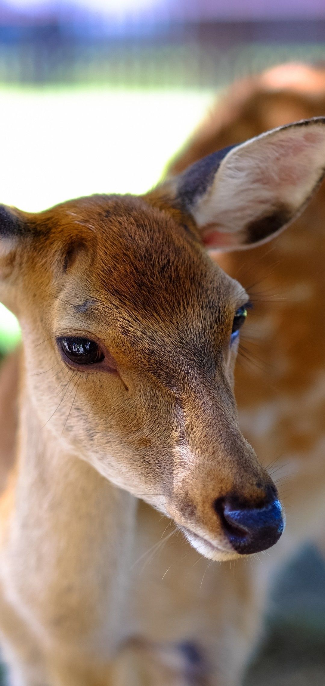 Deer Close Up HD Wallpapers - Wallpaper Cave