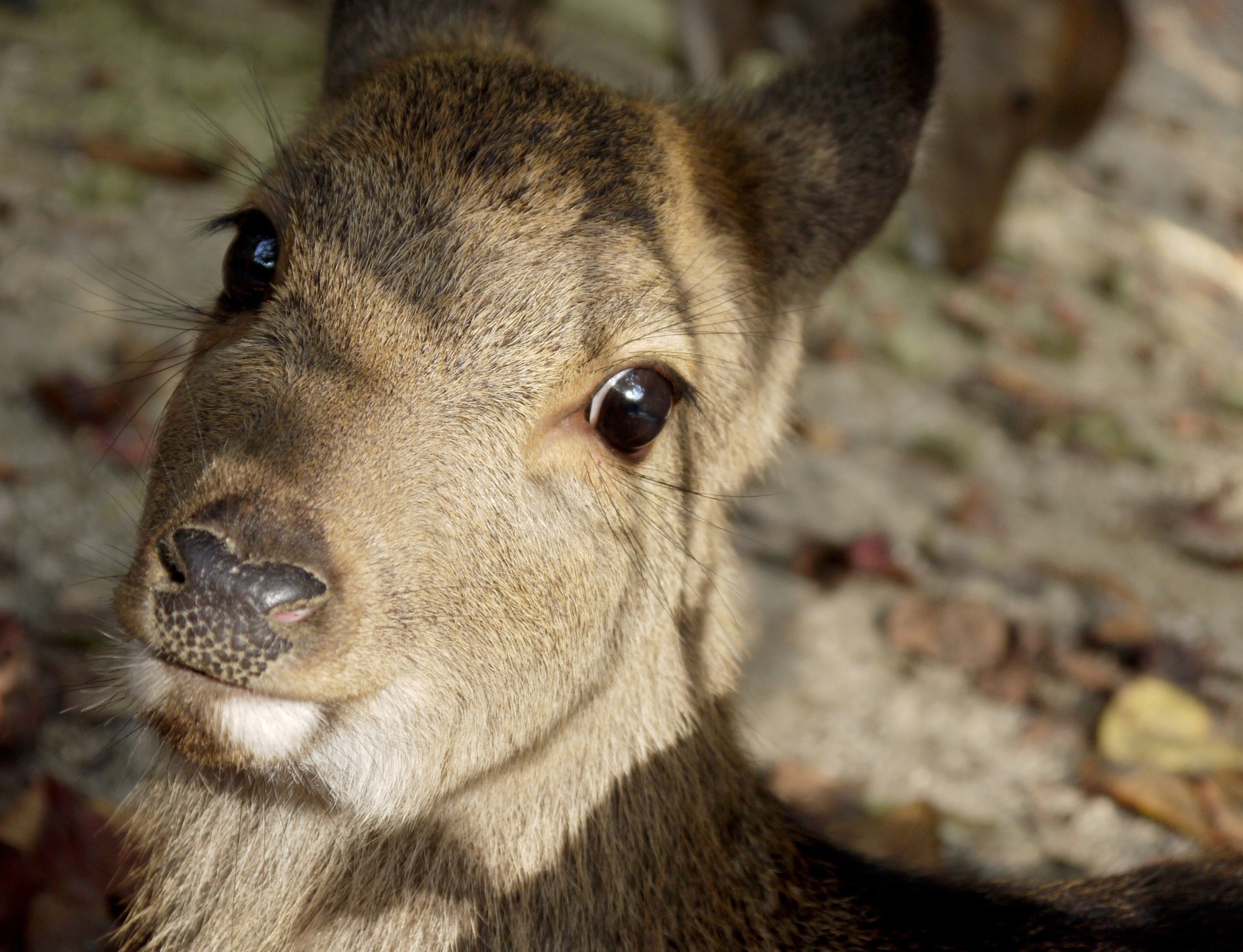 Deer Close Up HD Wallpapers - Wallpaper Cave