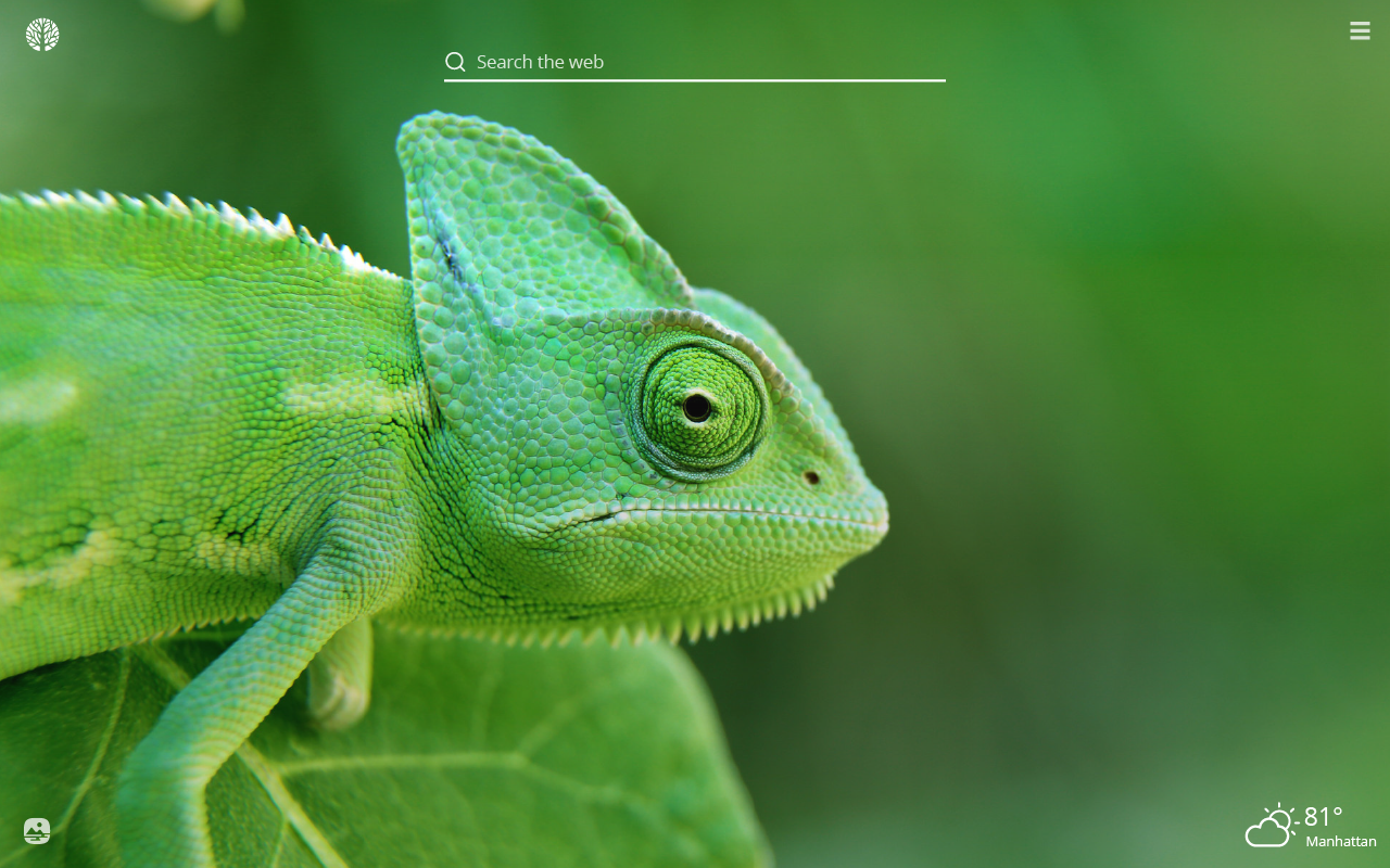 Chameleon HD Wallpapers - Wallpaper Cave