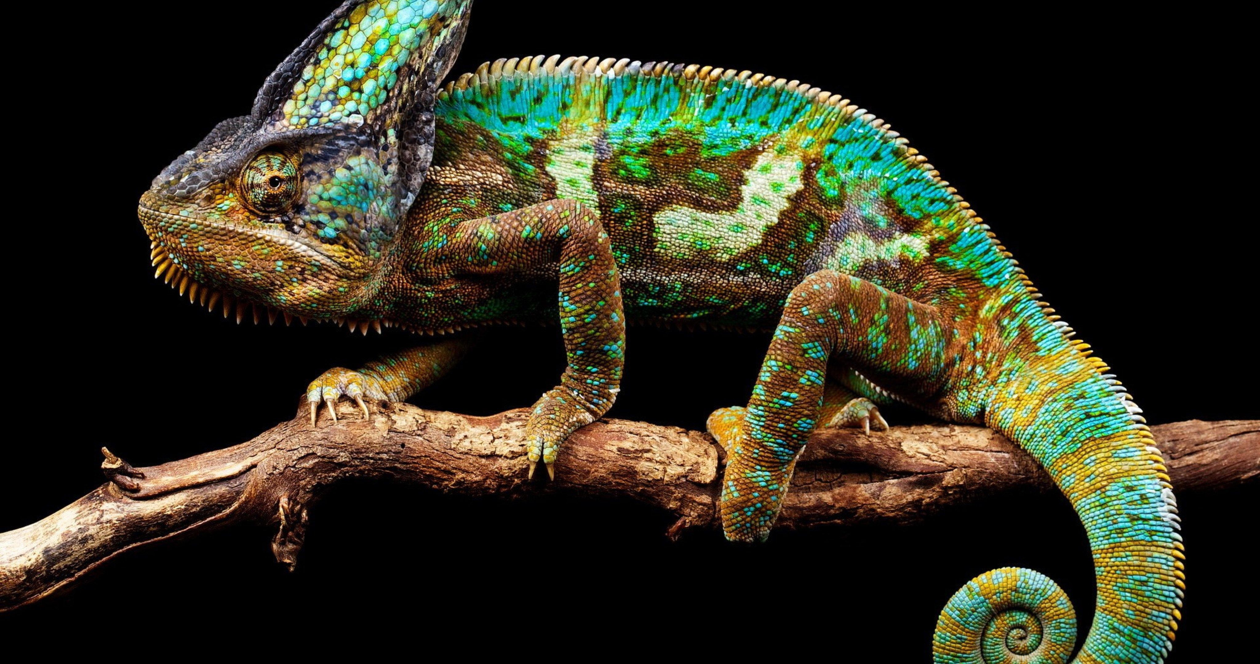 Chameleon HD Wallpapers - Wallpaper Cave
