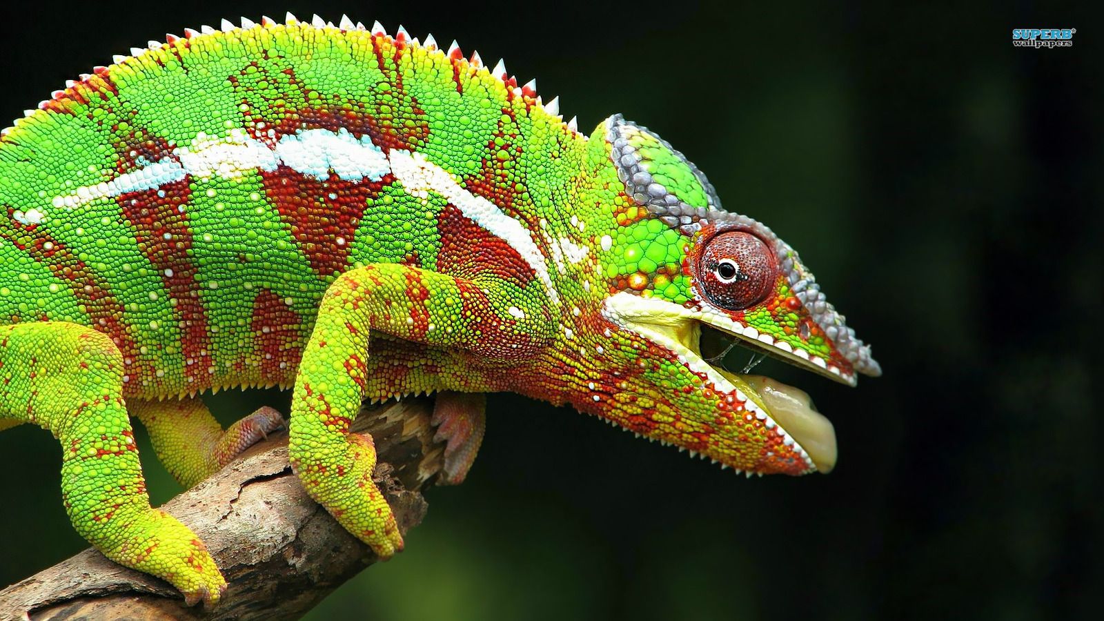 Chameleon HD Wallpapers - Wallpaper Cave