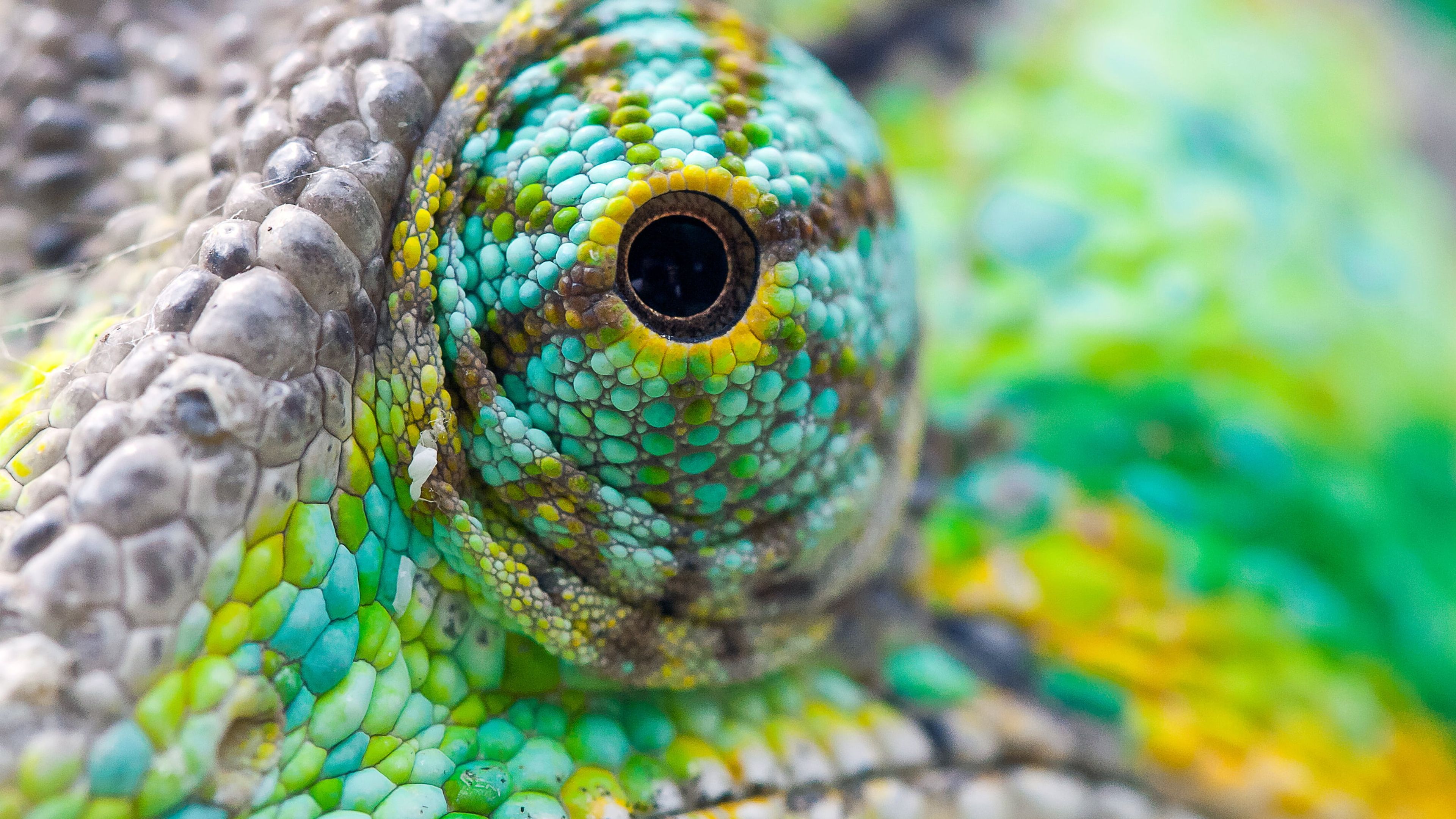 Chameleon HD Wallpapers - Wallpaper Cave
