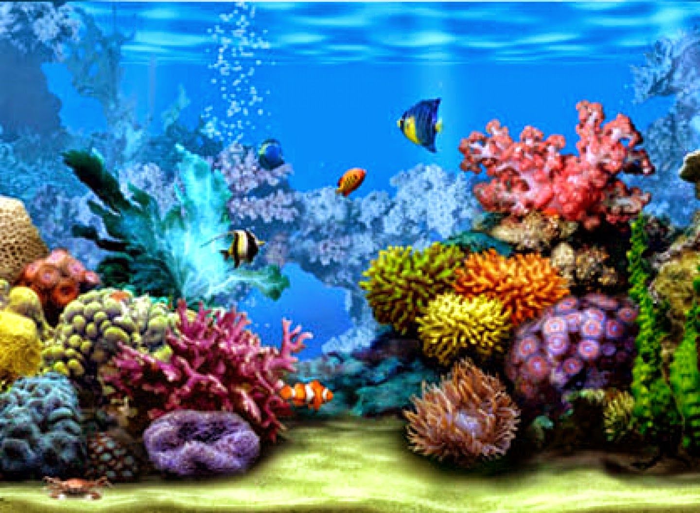 Coral Reef Computer Wallpapers - Wallpaper Cave