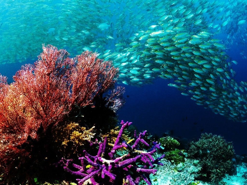 Coral Reef Computer Wallpapers - Wallpaper Cave