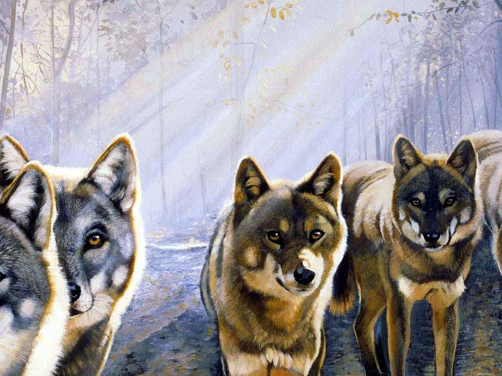 Wolf Animal Wallpapers - Wallpaper Cave