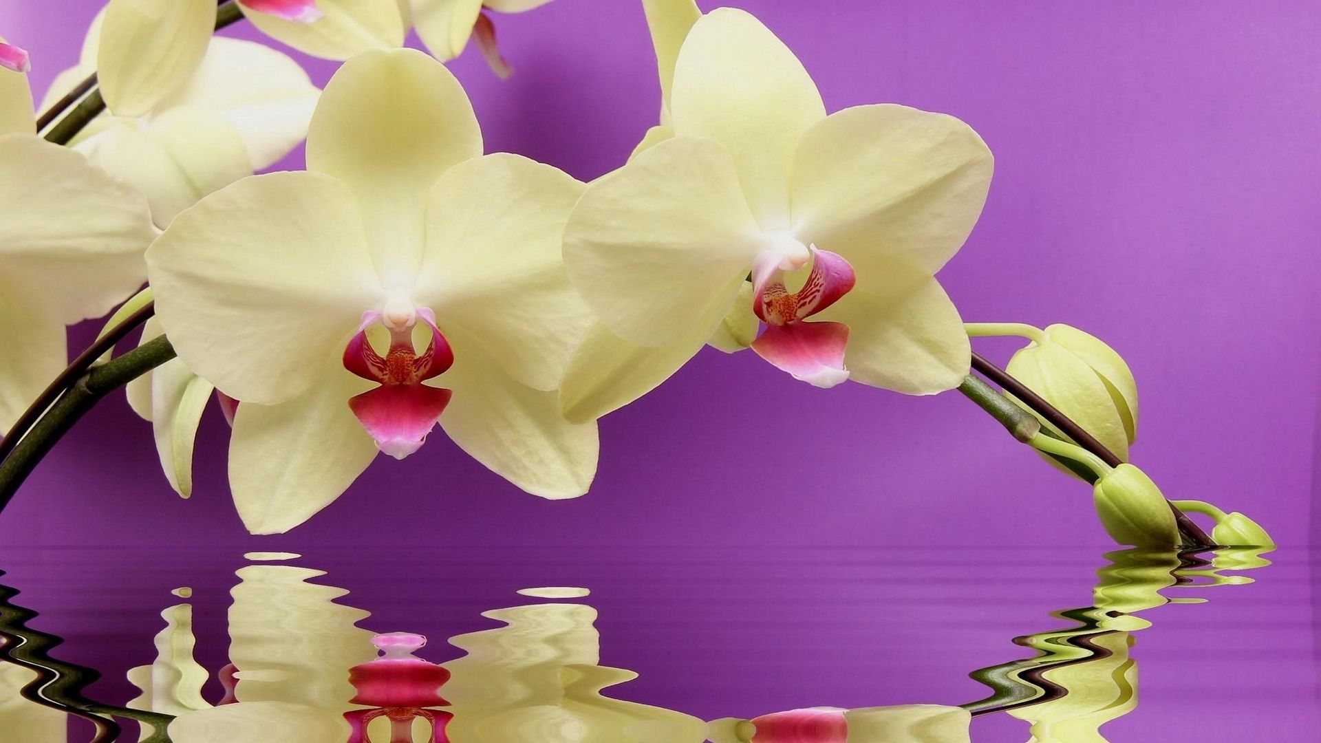 Orchid Computer Wallpapers - Wallpaper Cave