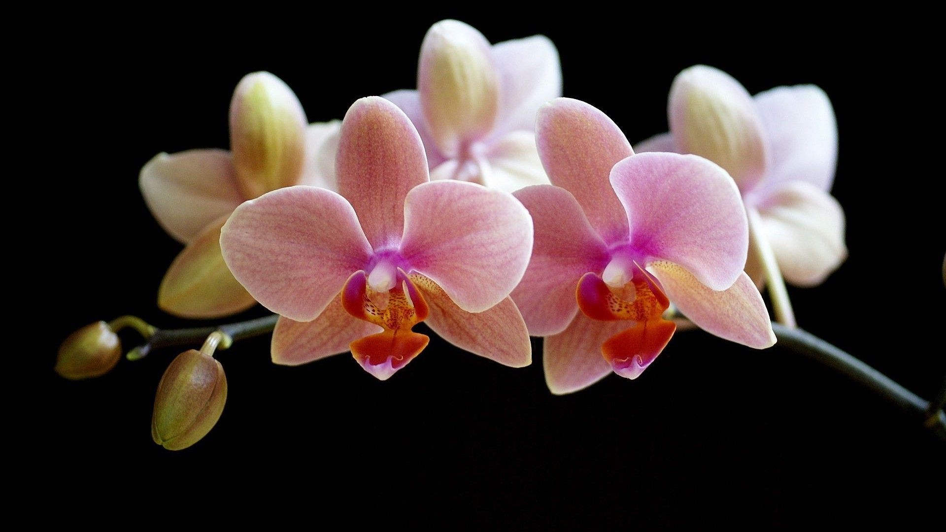 Orchid Desktop HD Wallpapers - Wallpaper Cave