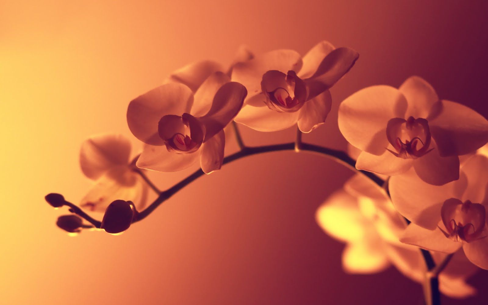 Orchid Desktop HD Wallpapers - Wallpaper Cave
