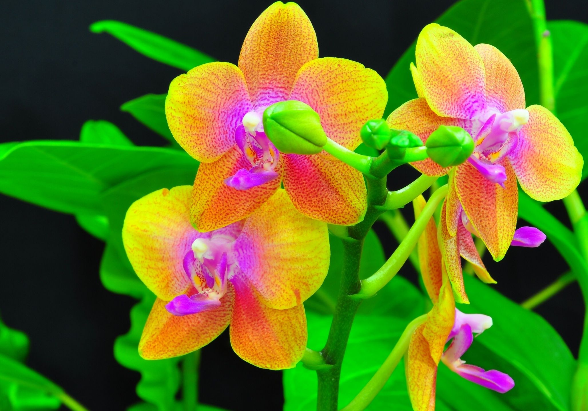 Colorful Orchids Wallpapers - Wallpaper Cave