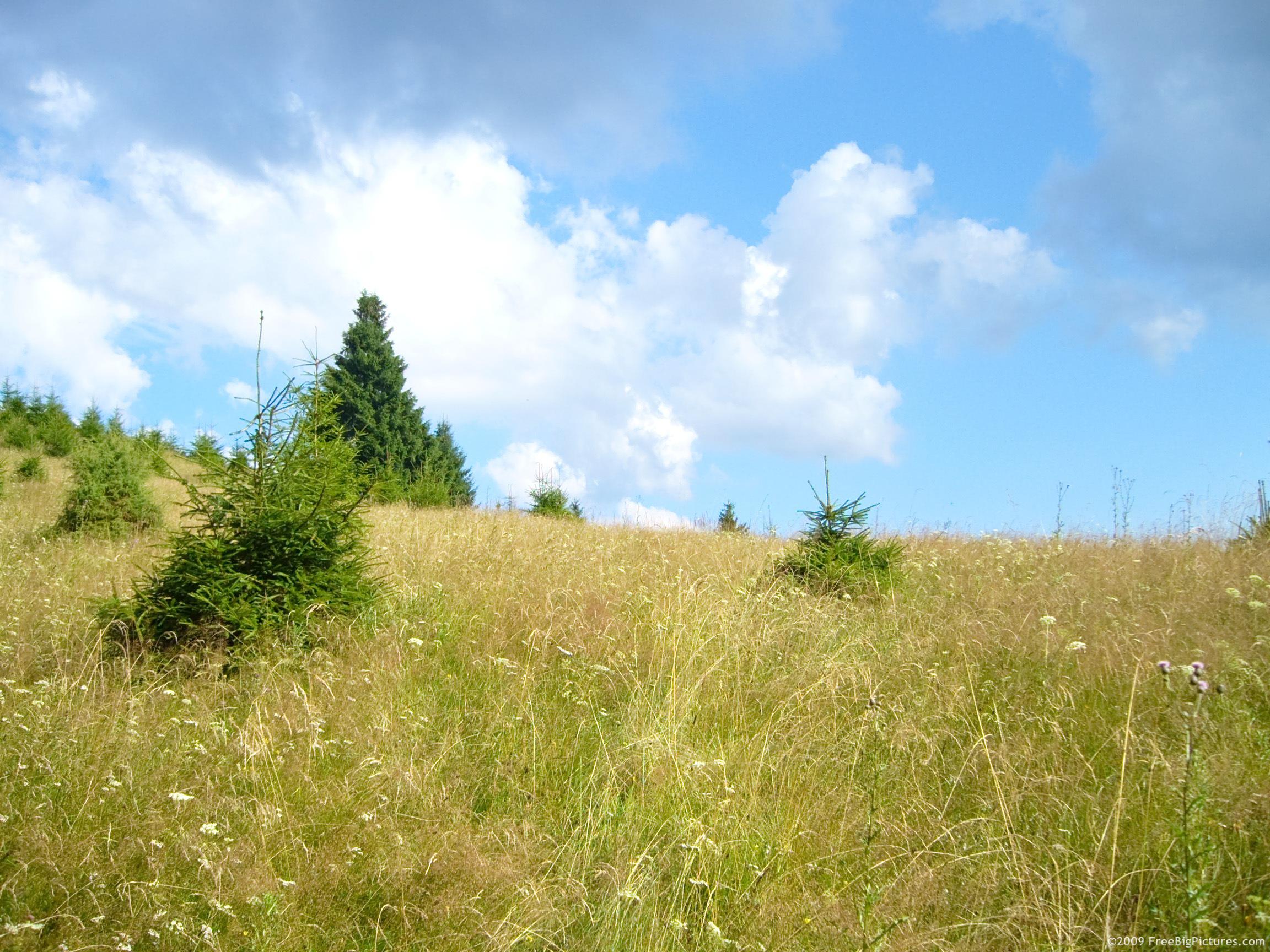 Summer Meadows Wallpapers - Wallpaper Cave