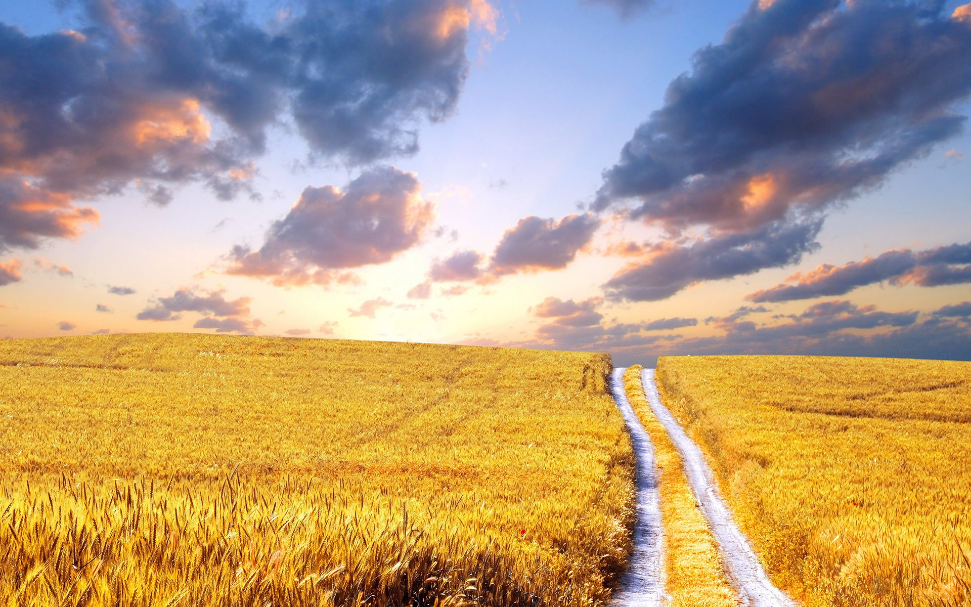 Wheatfield Wallpapers - Wallpaper Cave