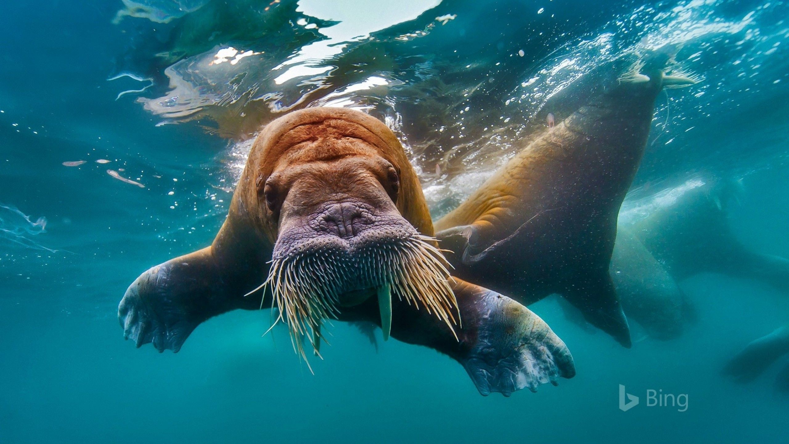 Walrus Computer Wallpapers - Wallpaper Cave